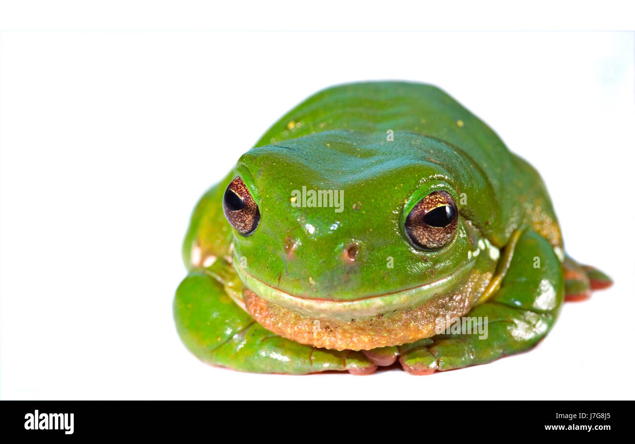 wait waiting isolated tree animal amphibian crouch photo camera frog ...