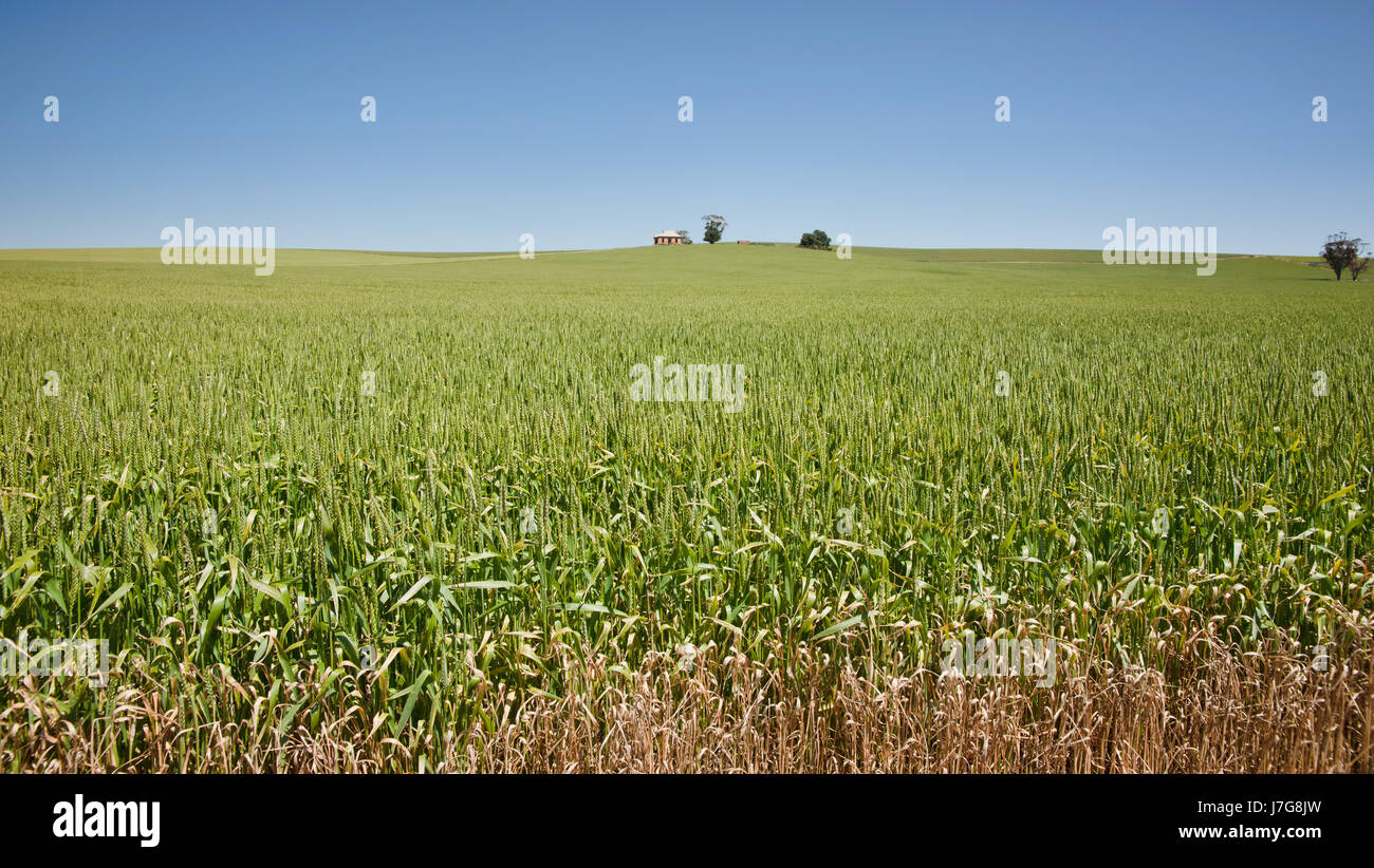 house building agriculture farming field ruins wheat farm country grow ...