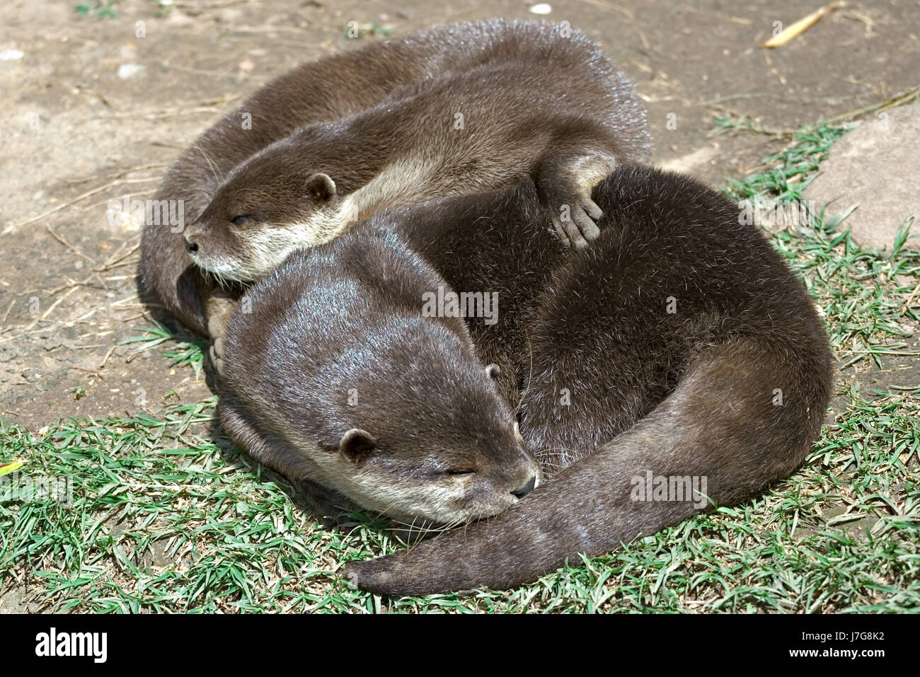 animal animals fur small tiny little short photo camera mammals up on ...