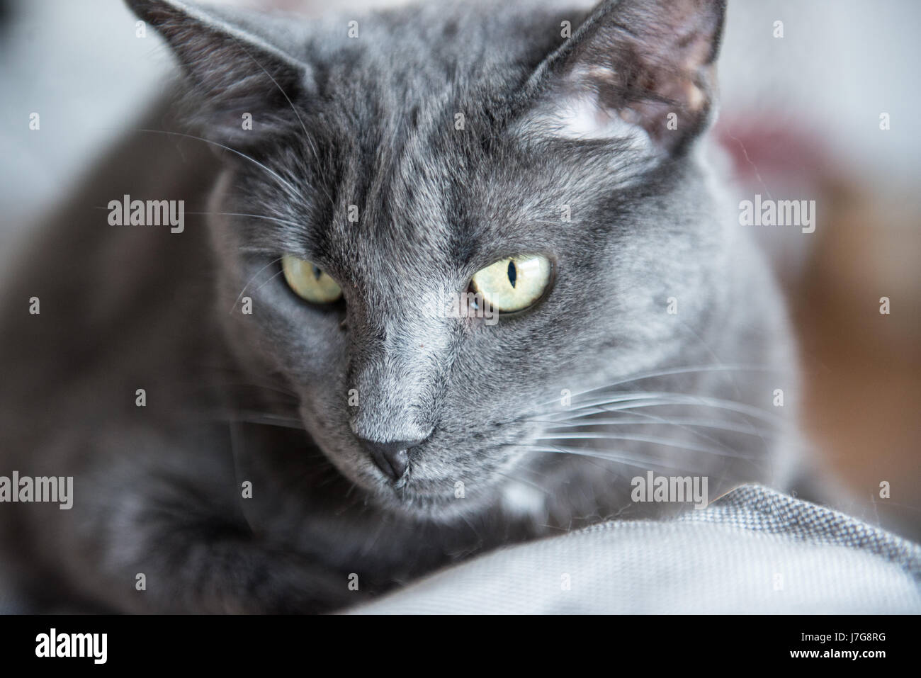 Russian cat hi-res stock photography and images - Alamy