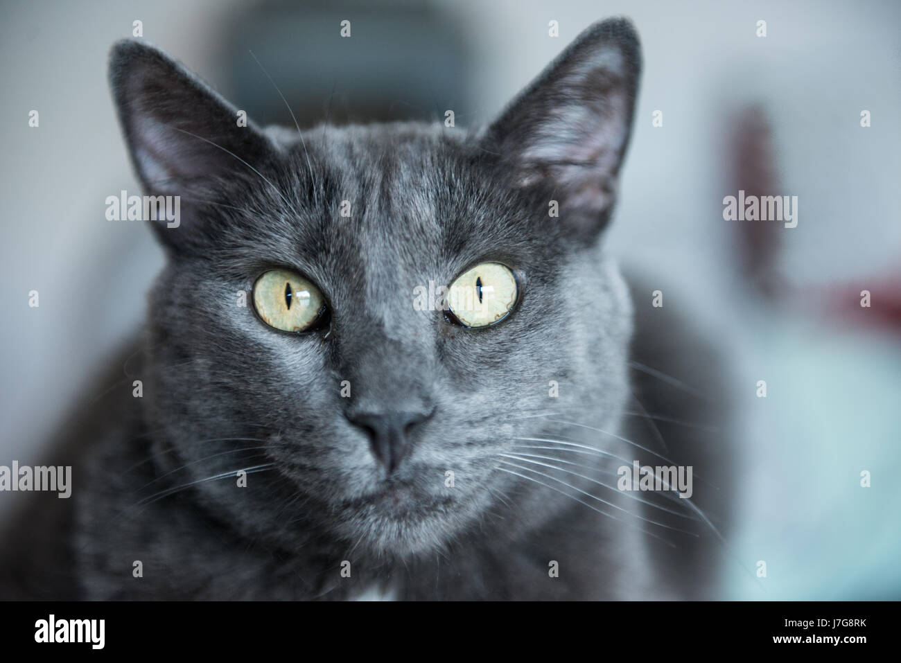 A domestic blue russian cat laze around the house couch Stock Photo - Alamy