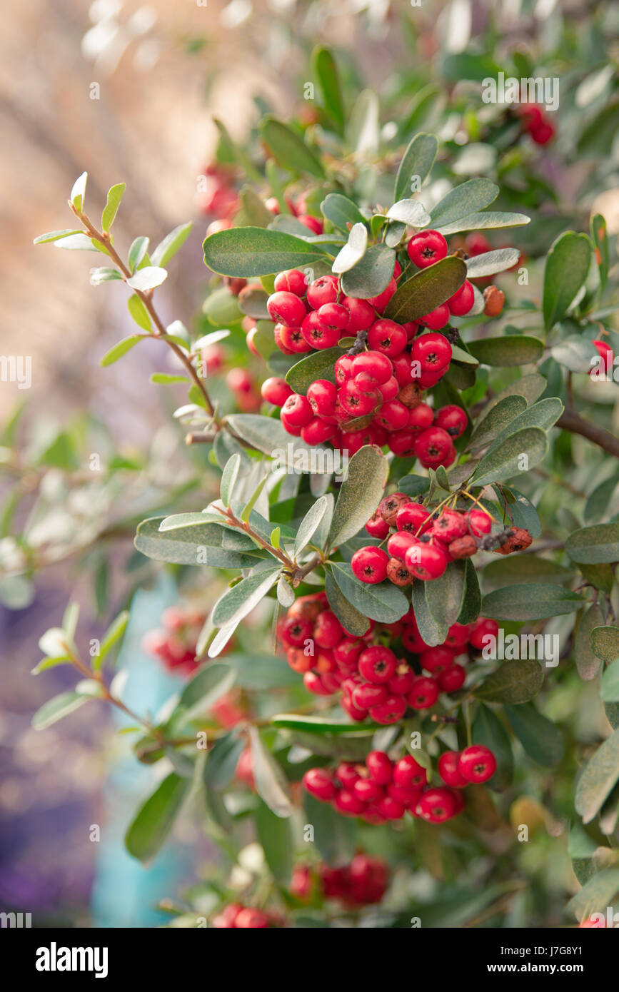 Bush with berries Stock Photo - Alamy