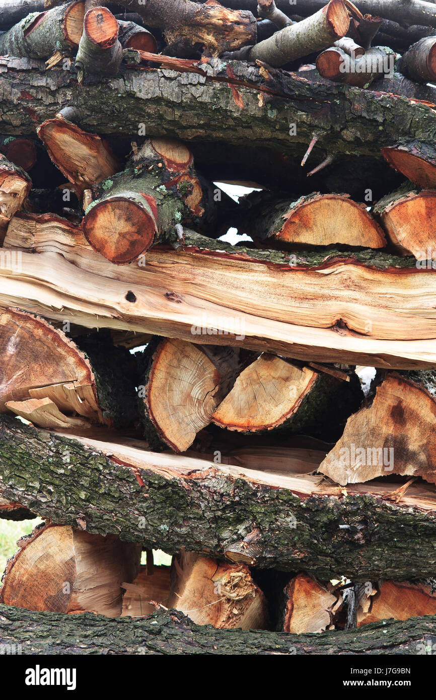 tree wood country backdrop background forest texture natural tree wood ...