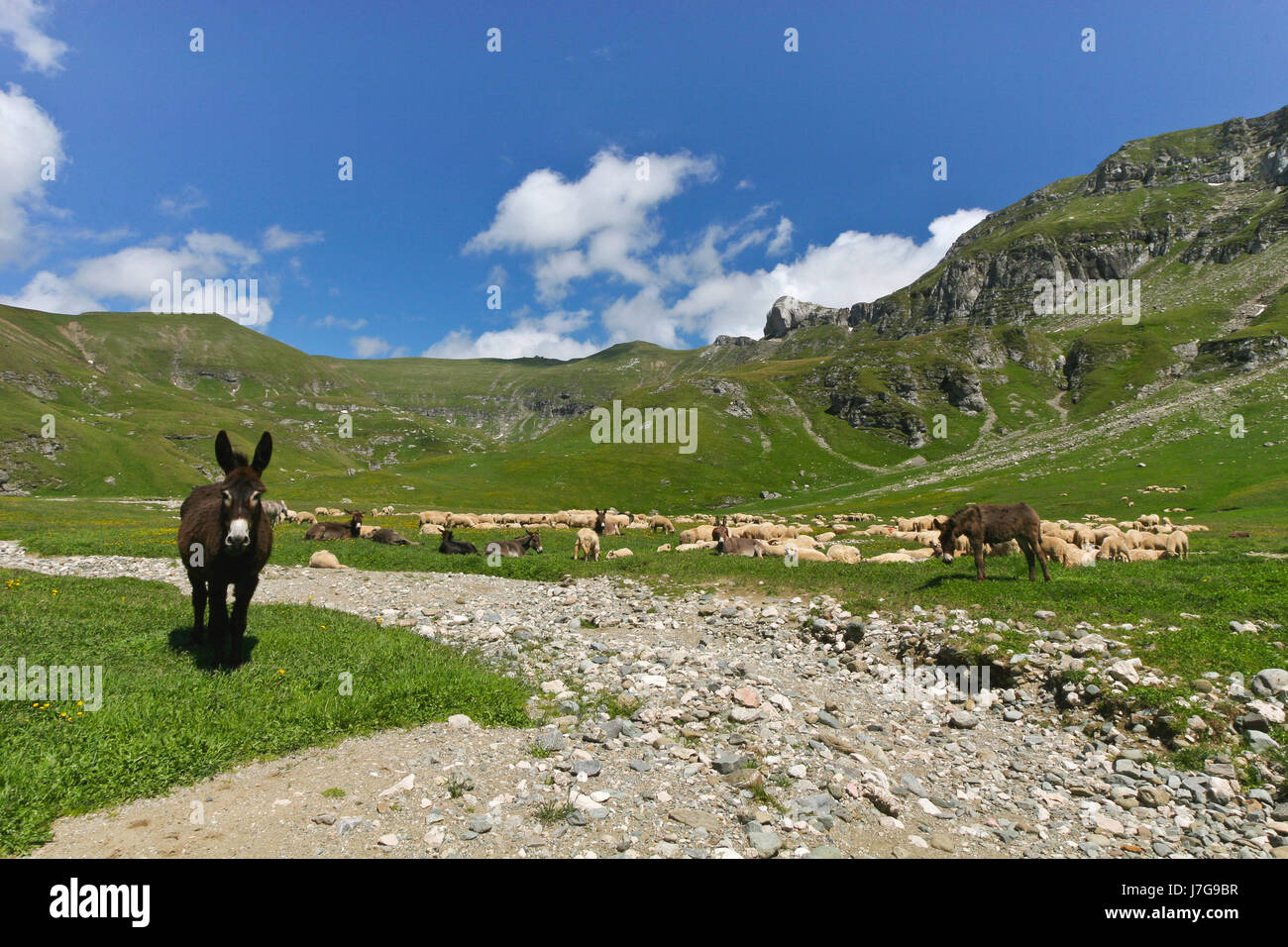 horse animal sheep donkey pasture mountain scenery countryside nature ...