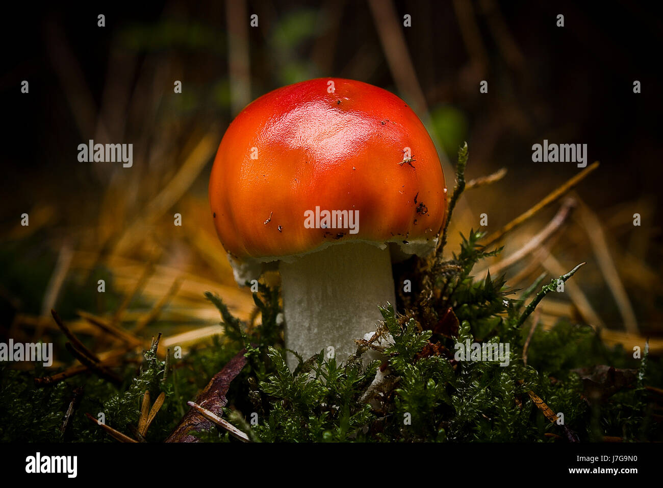moss fly agaric deadly mushroom fungus red forest toxic poisonous ...