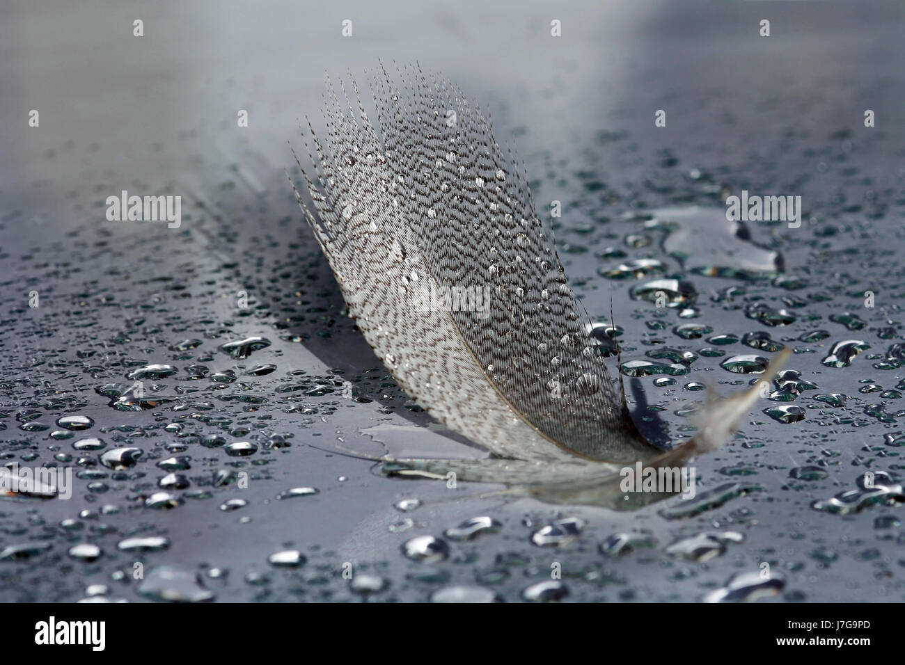 bird birds wet duck chicken downy feather feather water drop waterdrop ...