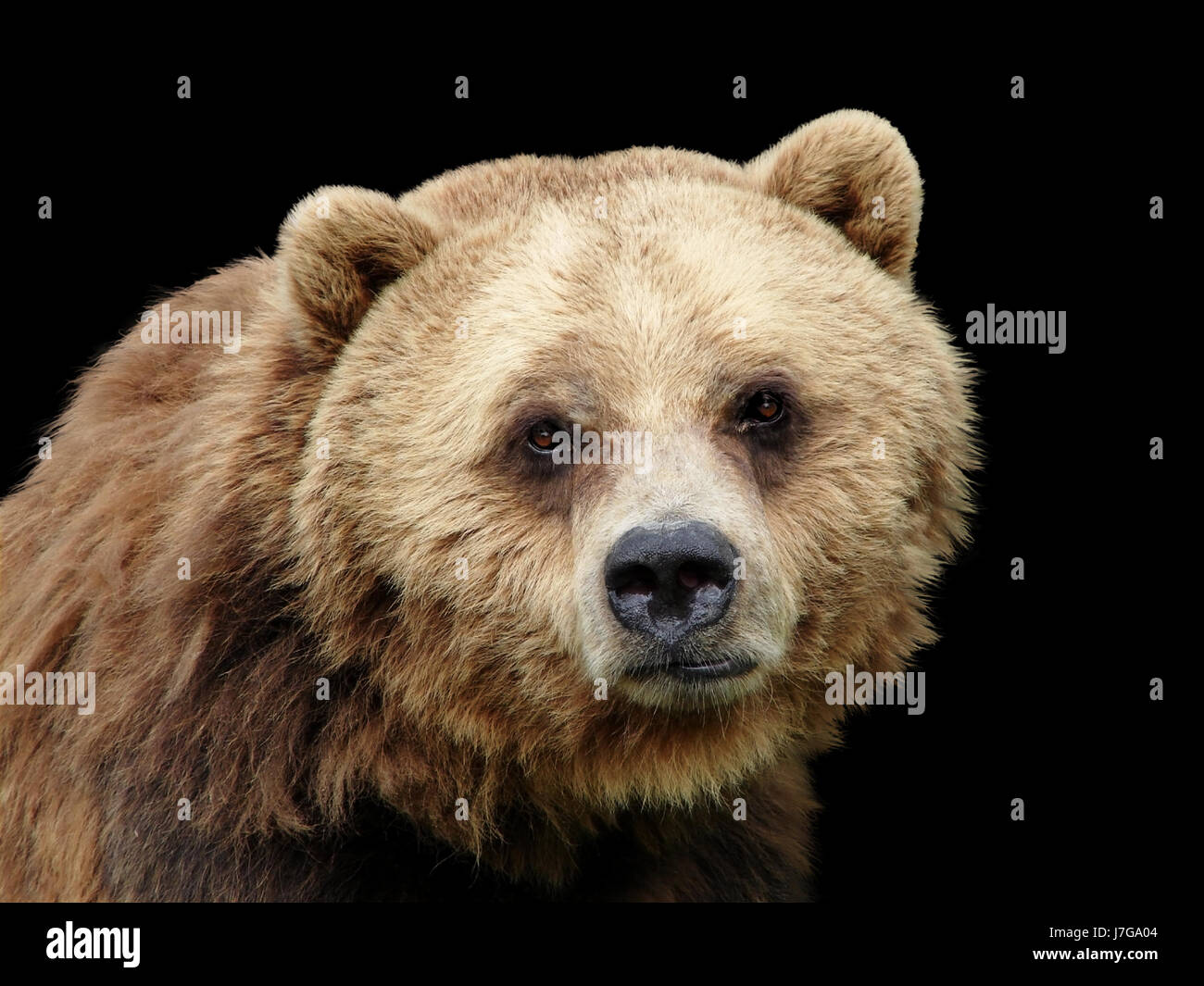 big large enormous extreme powerful imposing immense relevant animal ...