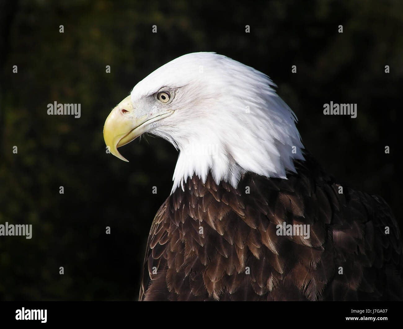 animal bird fauna wild feather nature profile isolated closeup animal ...