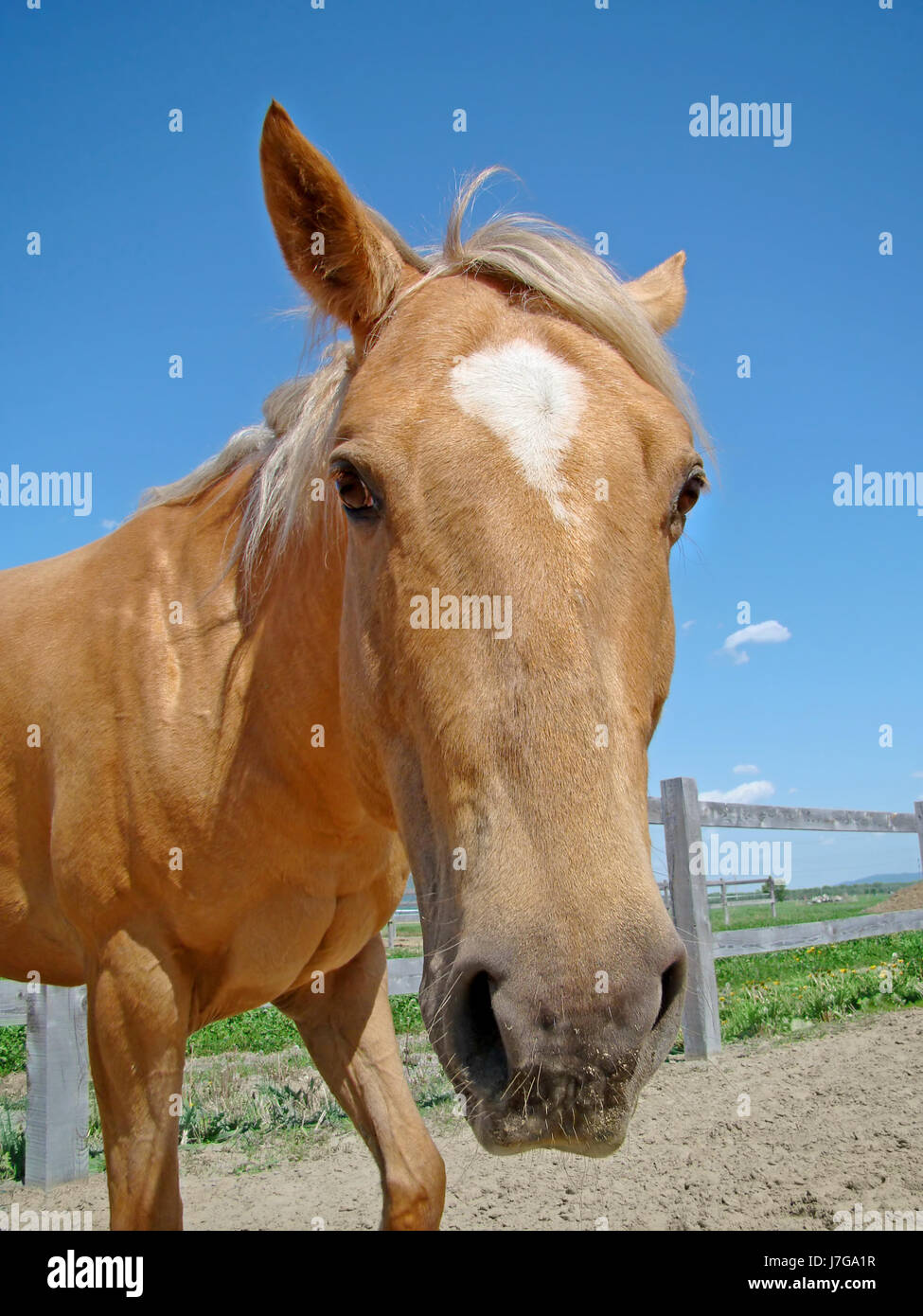 horse animal pet mammal fauna mare nature horse animal mammal ground ...