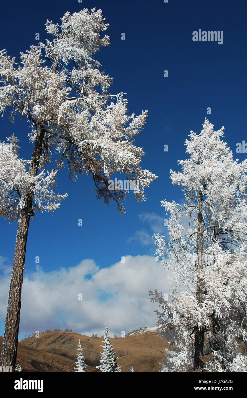 tree trees winter snow coke cocaine material drug anaesthetic addictive ...