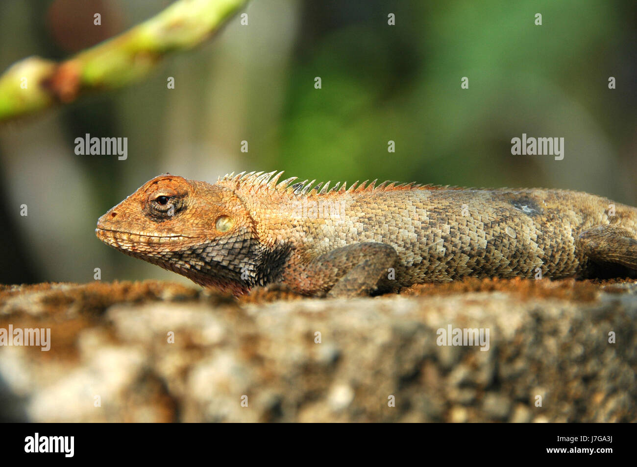 animal reptile lizard nature walk go going walking colour closeup ...