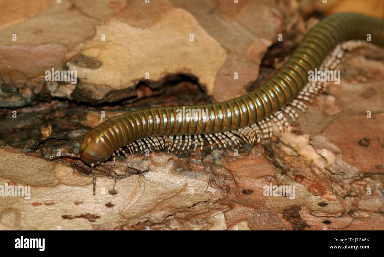 millipede big large enormous extreme powerful imposing immense relevant ...