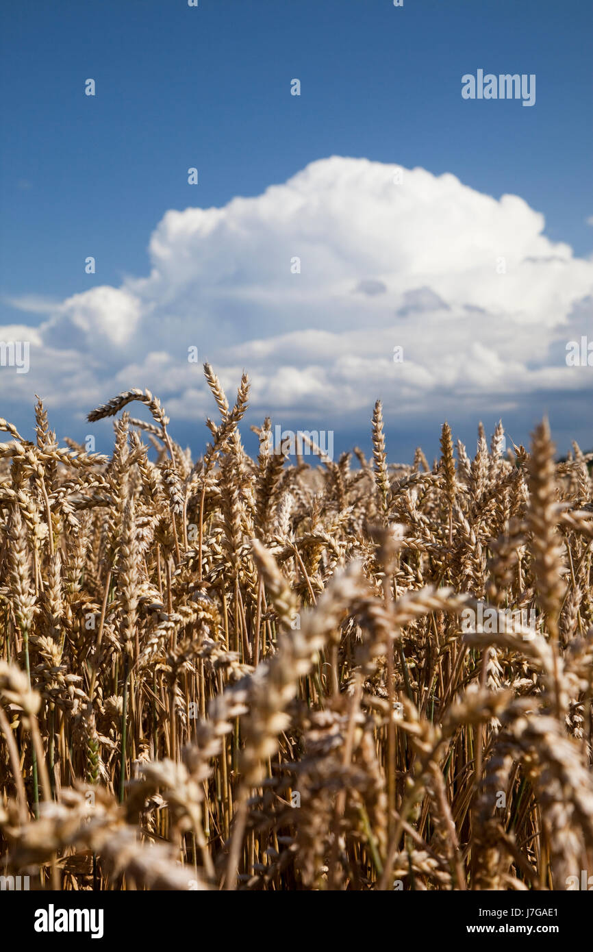 agriculture farming field summer summerly harvest time agrarian economy ...