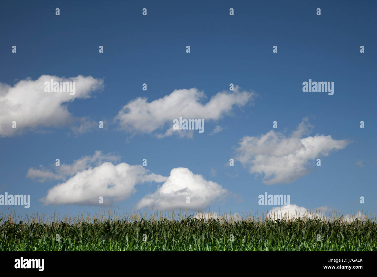 agriculture farming field summer summerly farmer harvest time cornfield ...