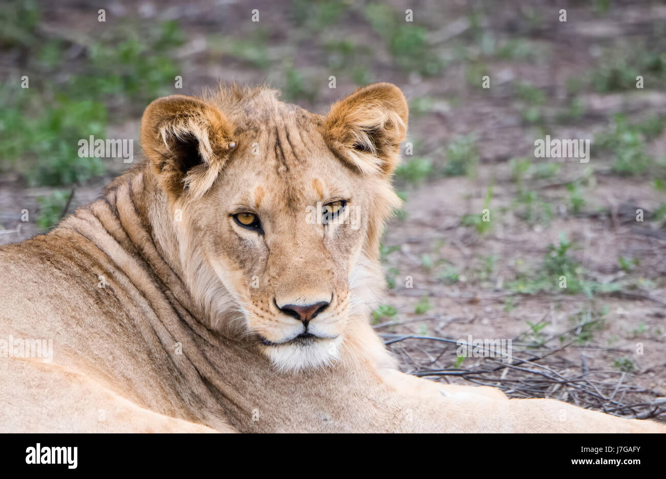 Female Lion in the Bush in Northern Tanzania Stock Photo - Alamy