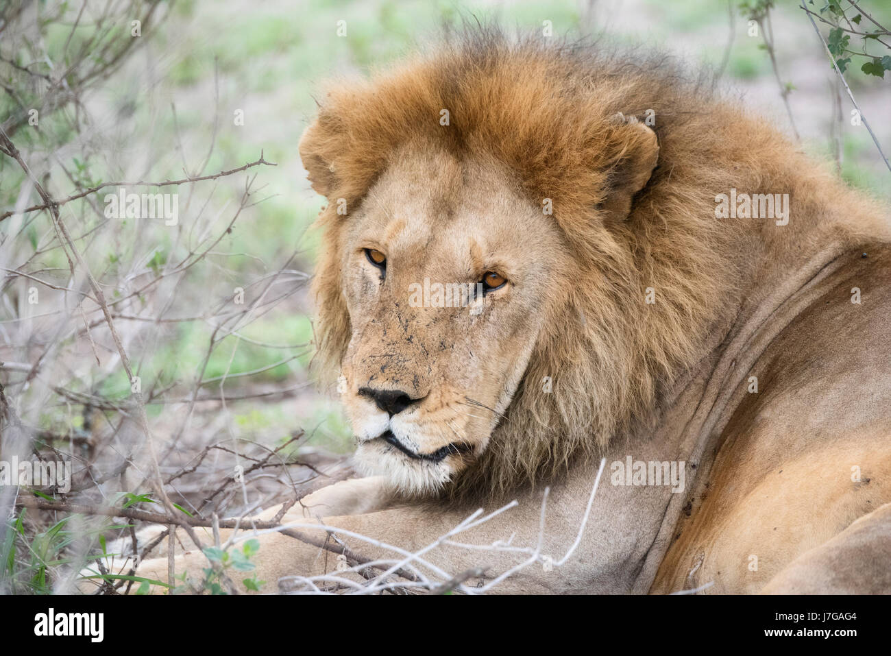 Lion scars on face hi-res stock photography and images - Alamy