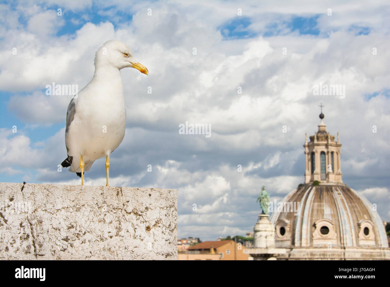 Seagull looks at Rome city center ancient skyline with dome from the ...