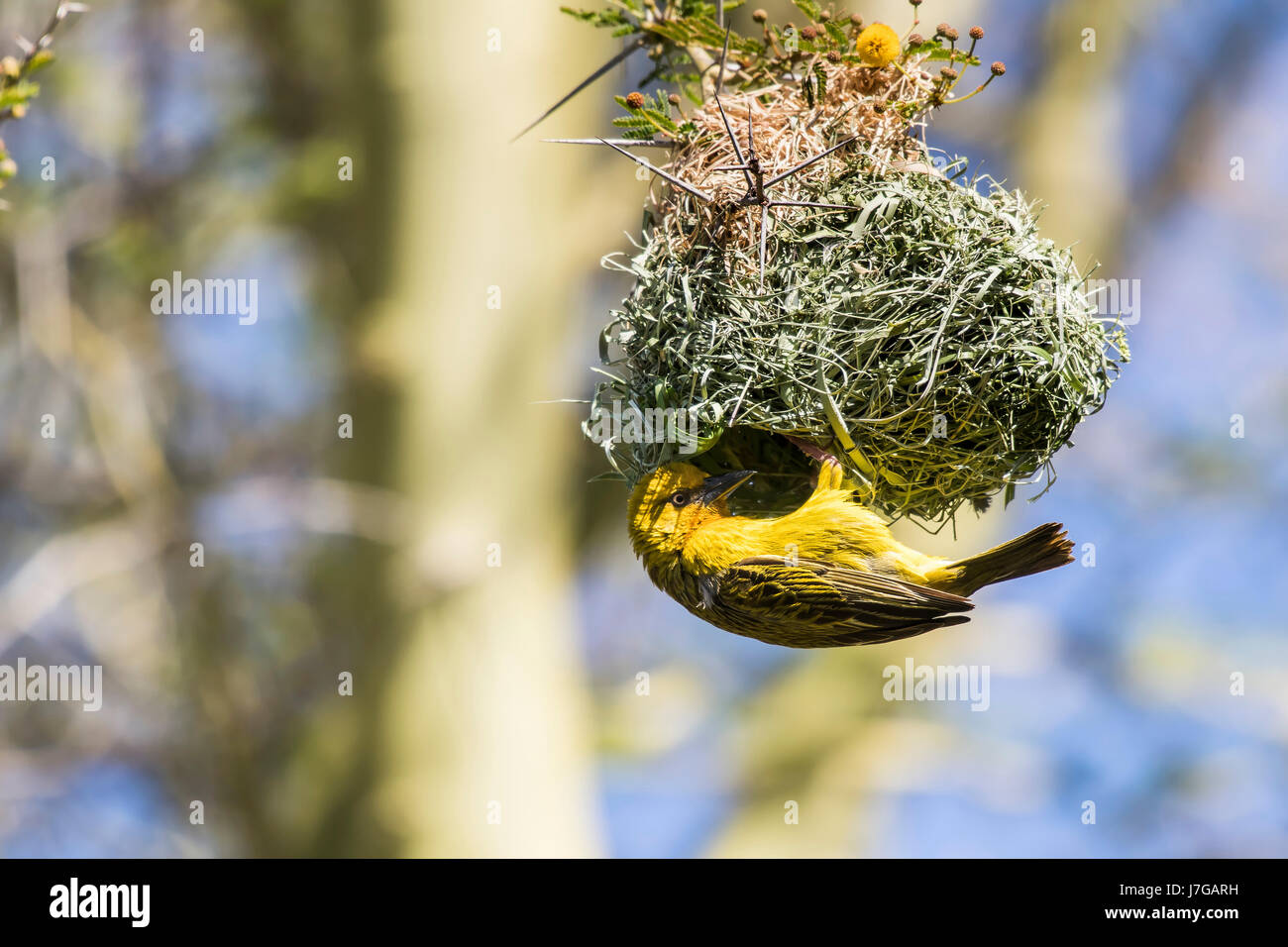 Weaver bird building nest hi-res stock photography and images - Alamy