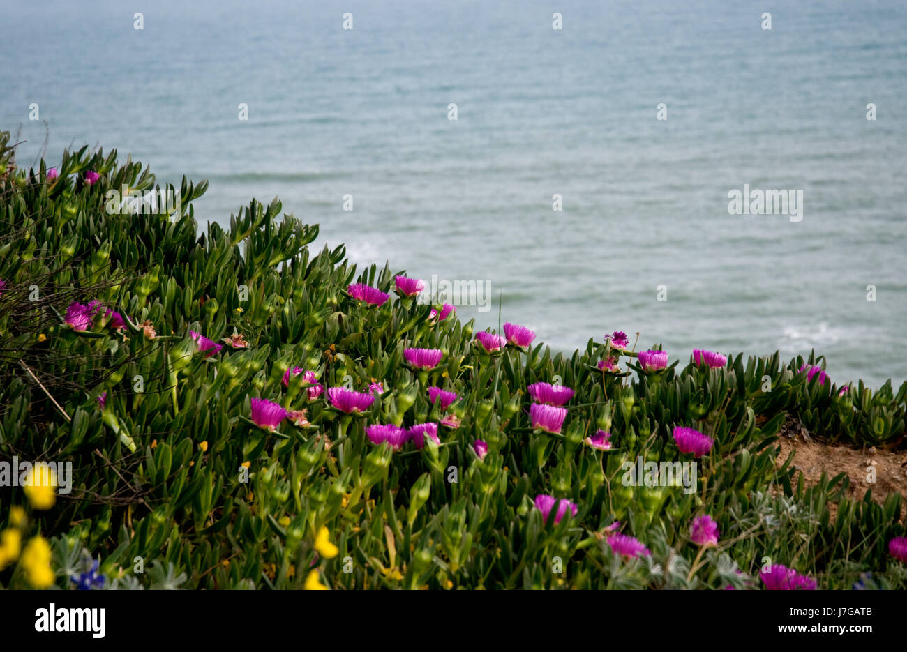 portugal meadow salt water sea ocean water scenery countryside nature ...