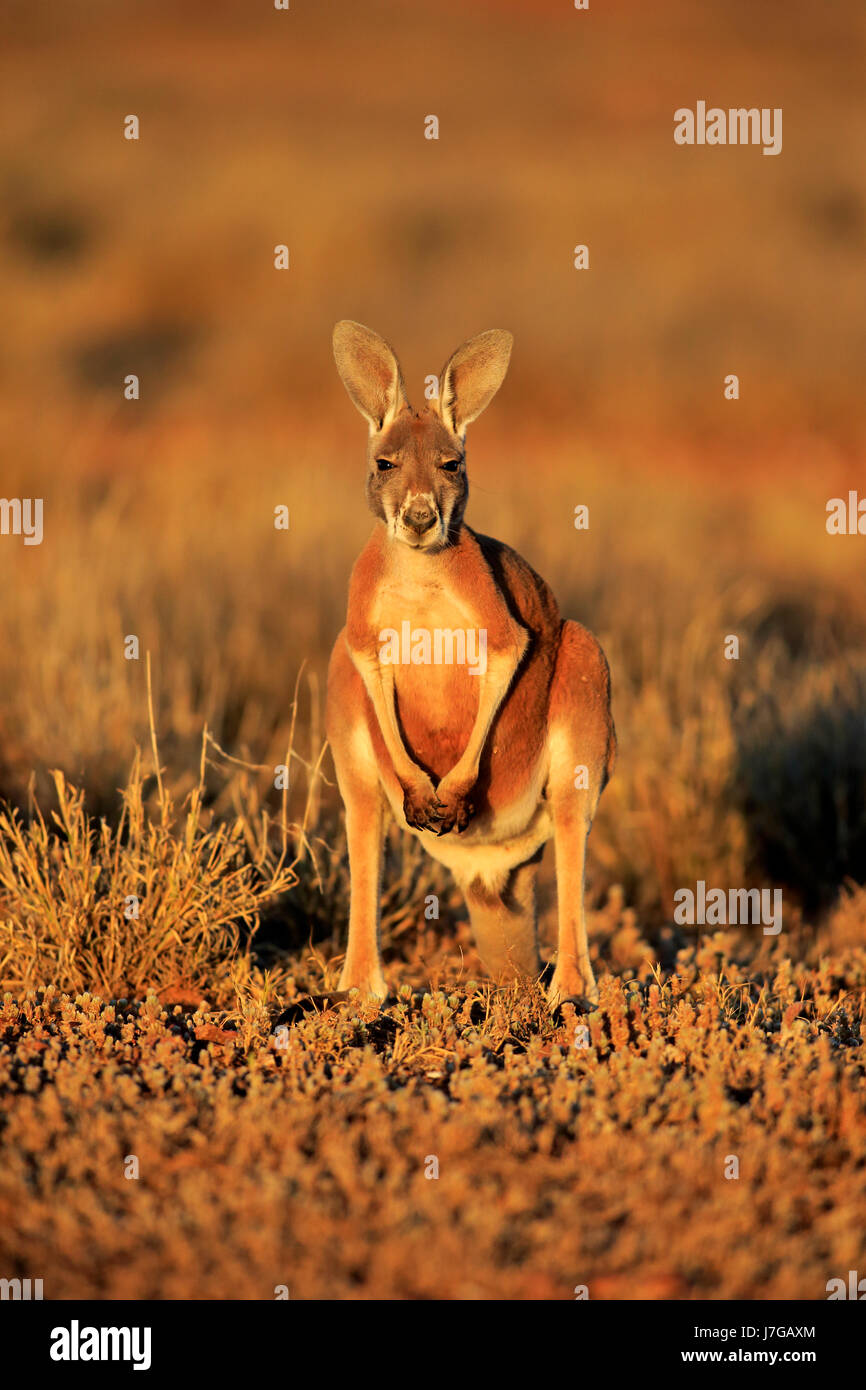 Red kangaroo (Macropus rufus), Young Animal, Sturt National Park, New ...