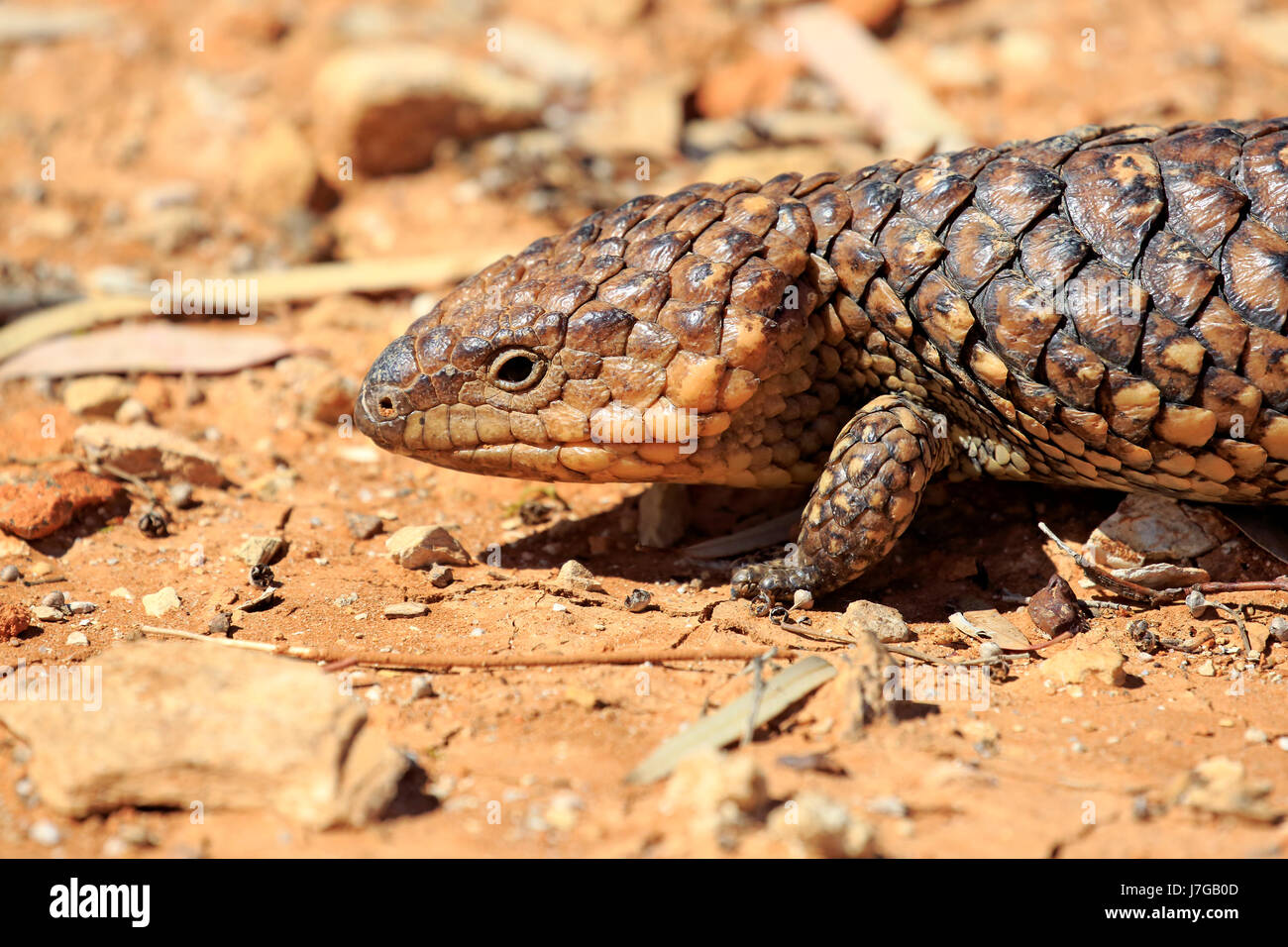 Bobtail skink (Tiliqua rugosa), adult, portrait, Sturt National Park ...