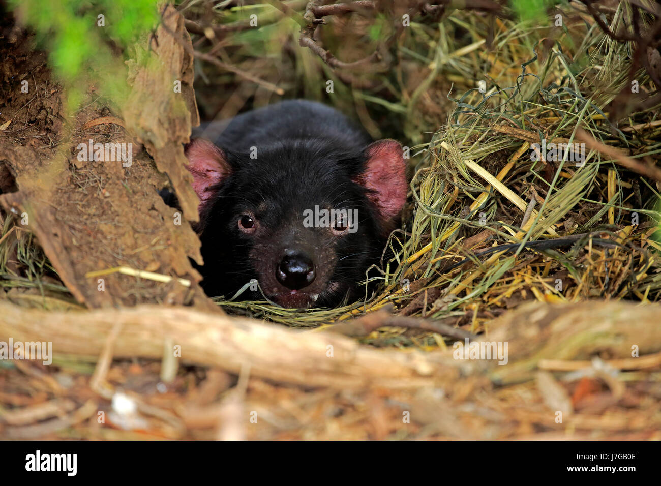 Adult tasmanian devil hi-res stock photography and images - Alamy