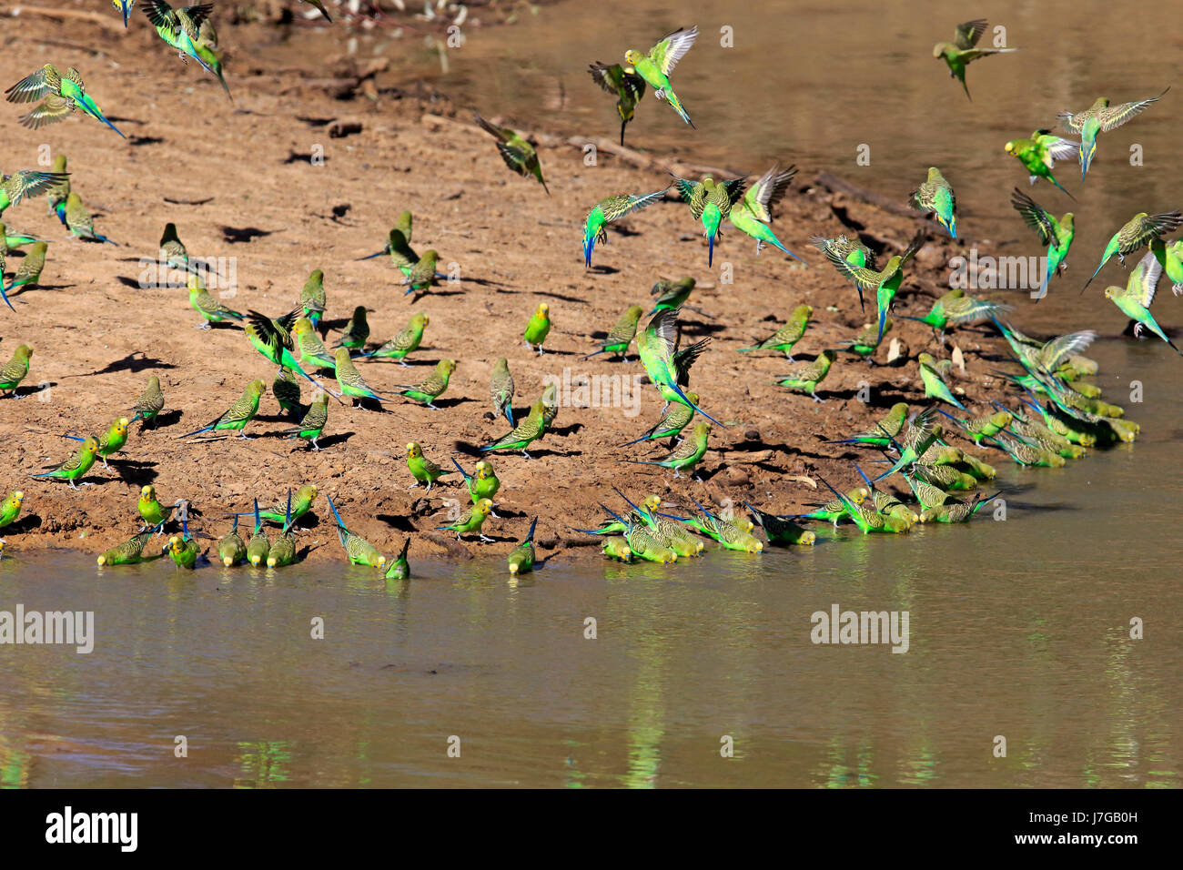 Flock of australian birds hi-res stock photography and images - Alamy