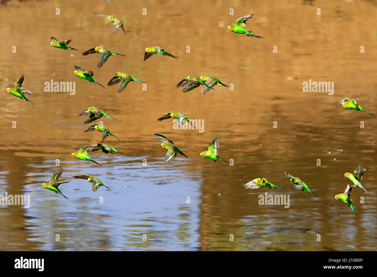 Budgies australia flock hi-res stock photography and images - Alamy