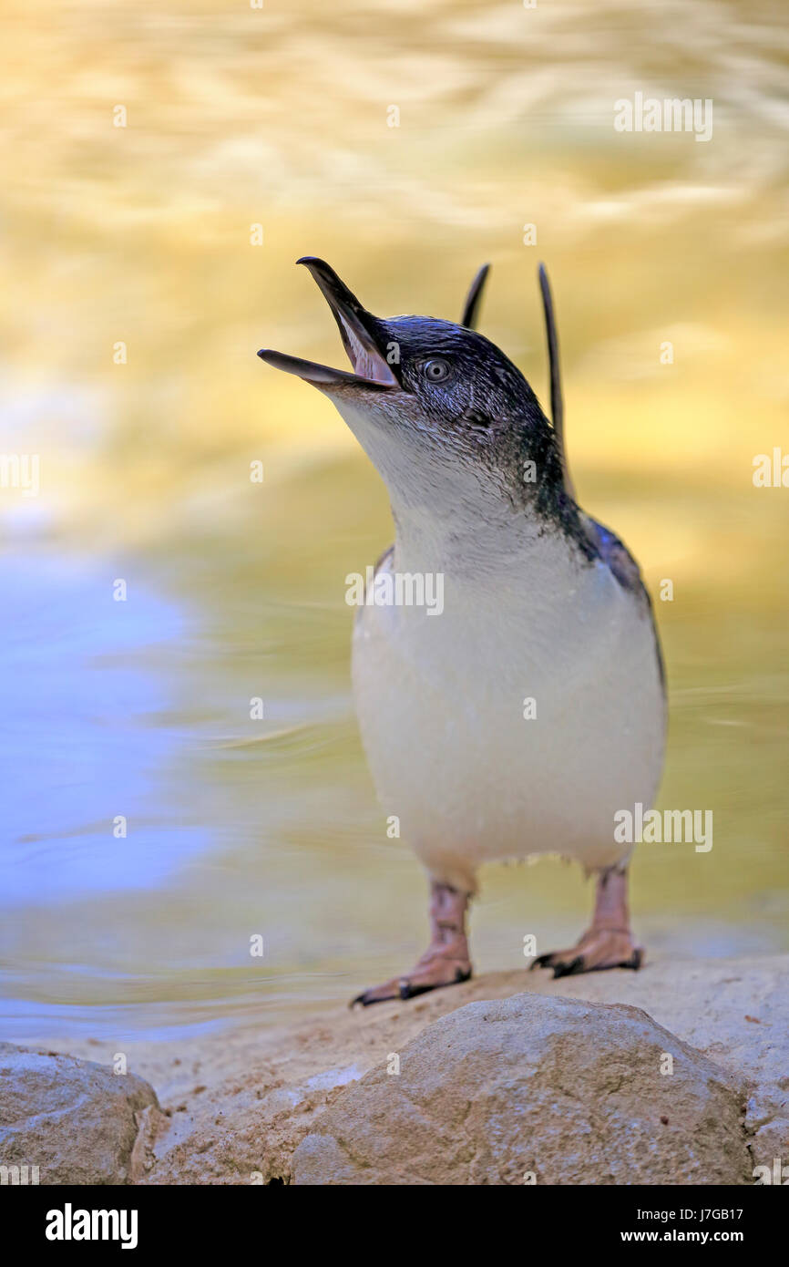 Little penguin (Eudyptula minor), adult, calling, beating with wings ...
