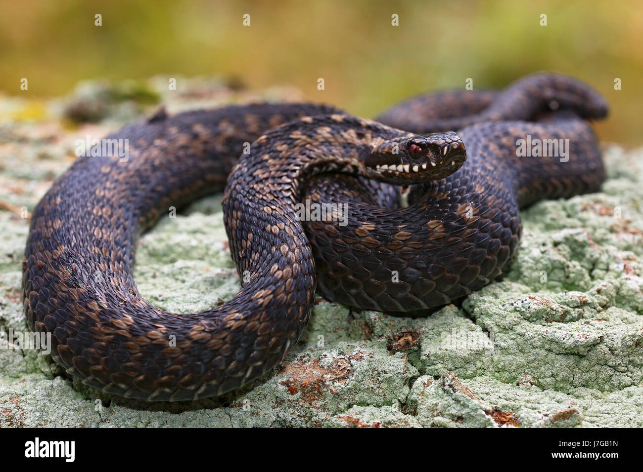 Common European viper (Vipera berus), lying on rocks, Schleswig ...