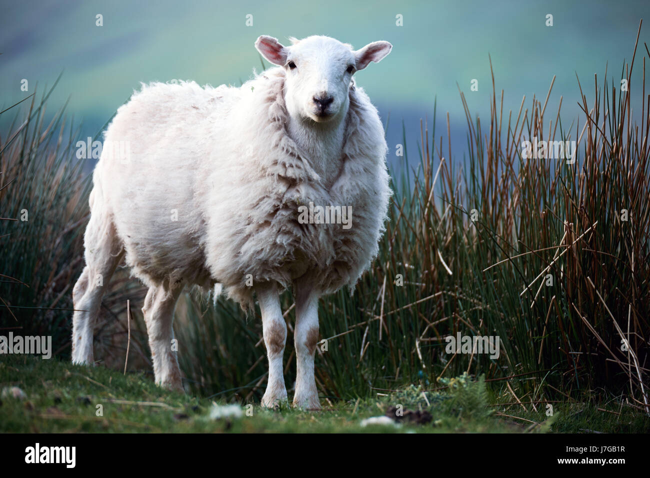 Welsh sheep hi-res stock photography and images - Alamy
