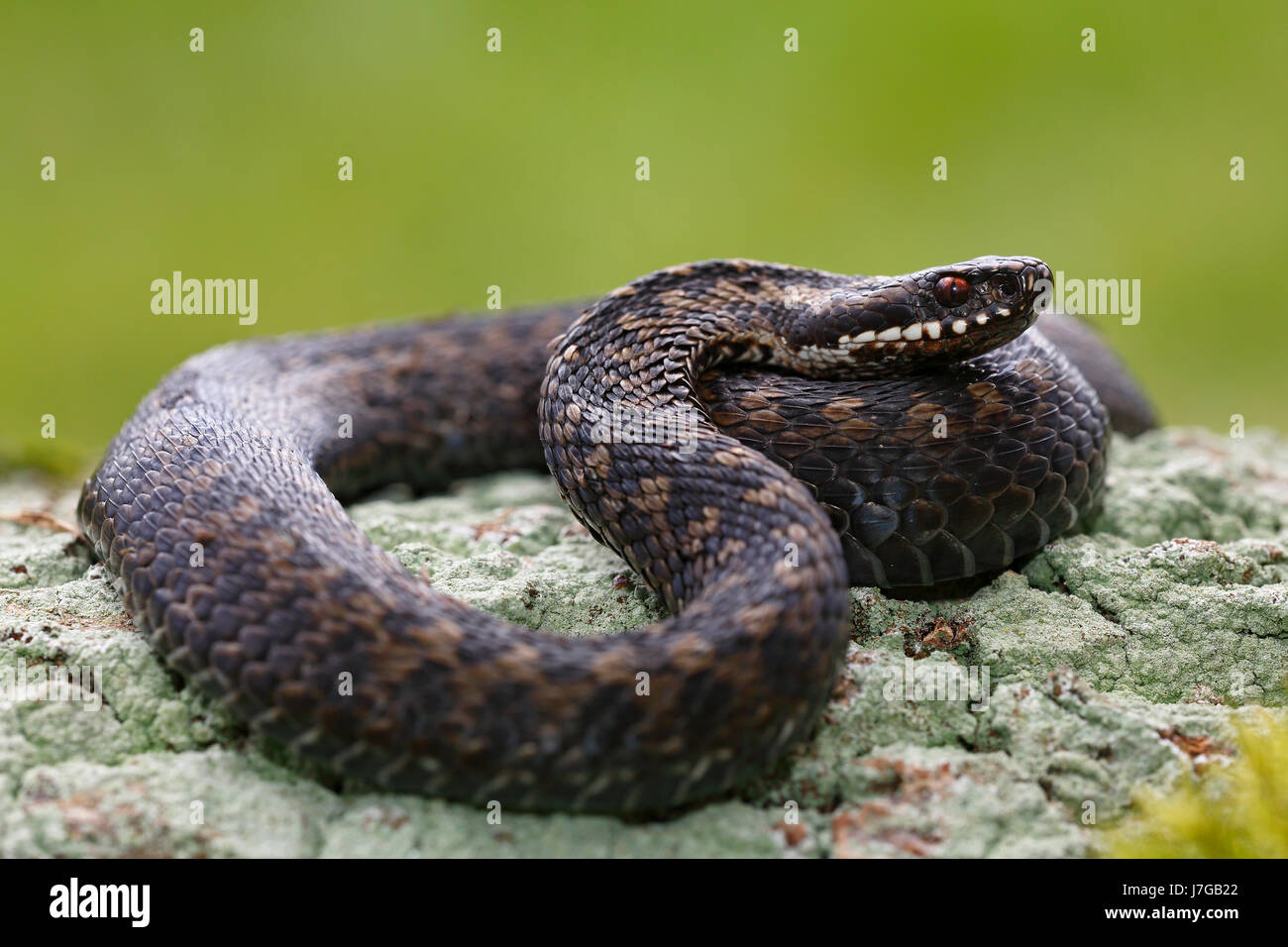 Common European viper (Vipera berus), lying on rocks, Schleswig ...