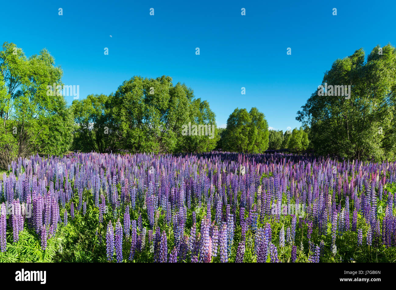 Purple large-leaved lupins (Lupinus polyphyllus), Lake Tekapo ...