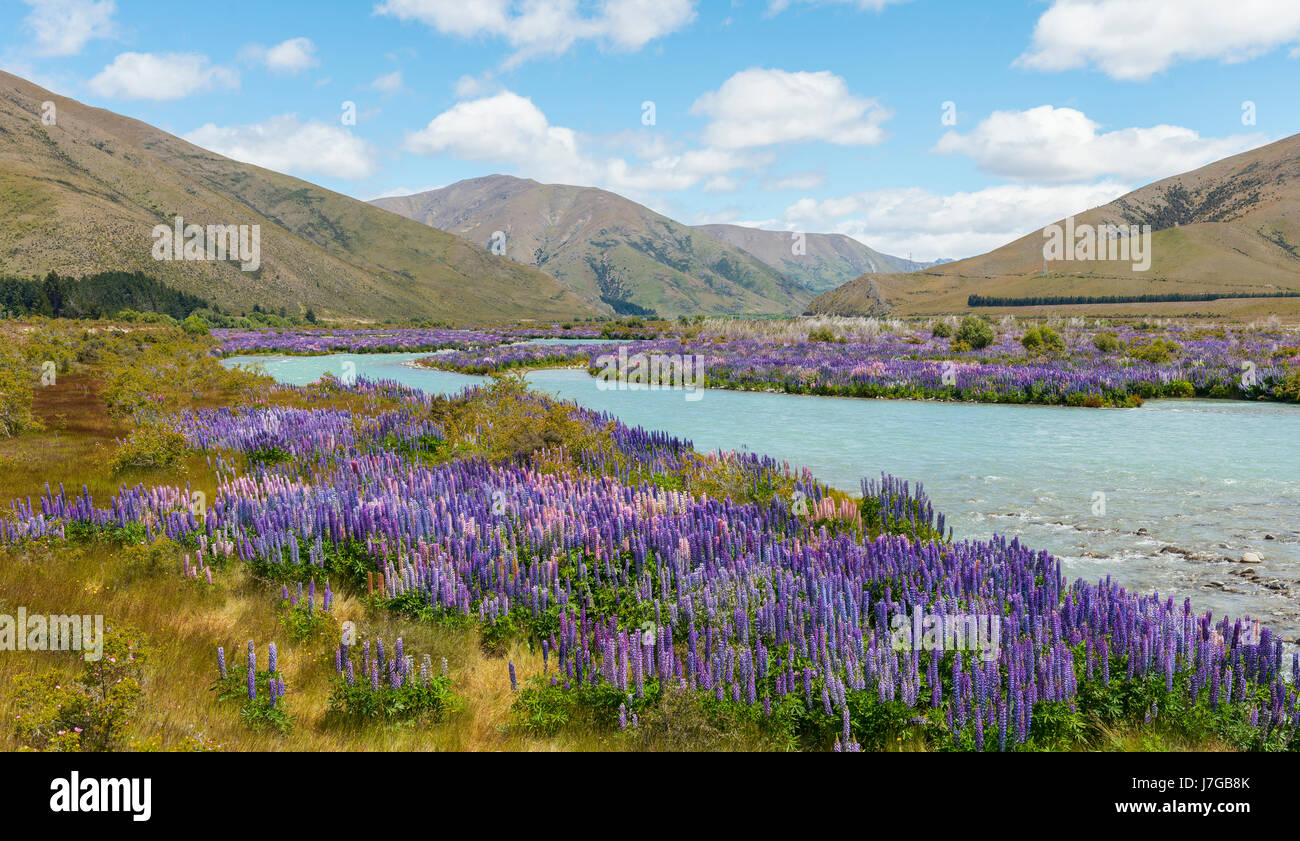 Riverbed of Ahuriri River, purple blooming large-leaved lupins (Lupinus ...