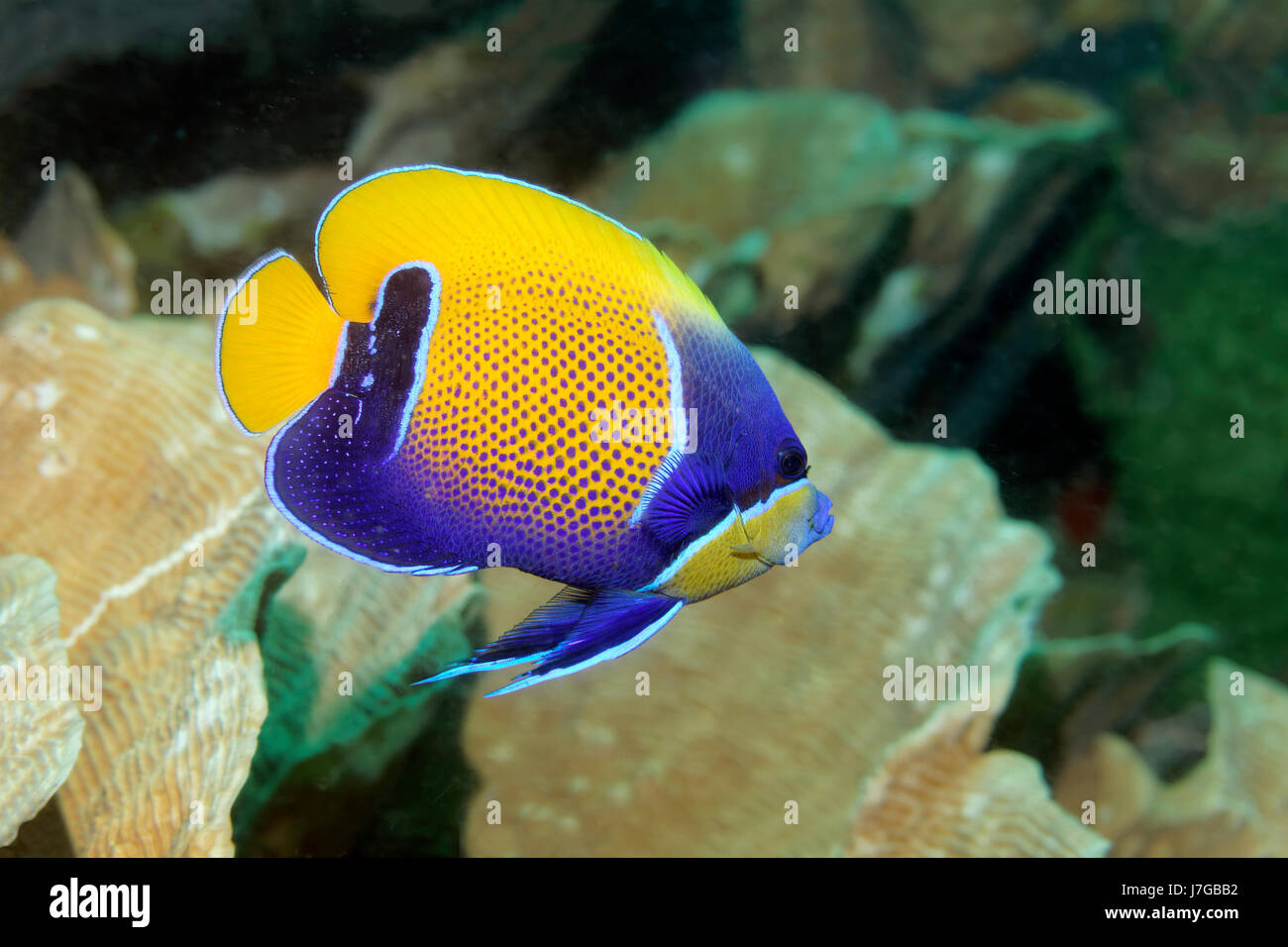 Blue-girdled angelfish (Pomacanthus navarchus) Raja Ampat Archipelago ...