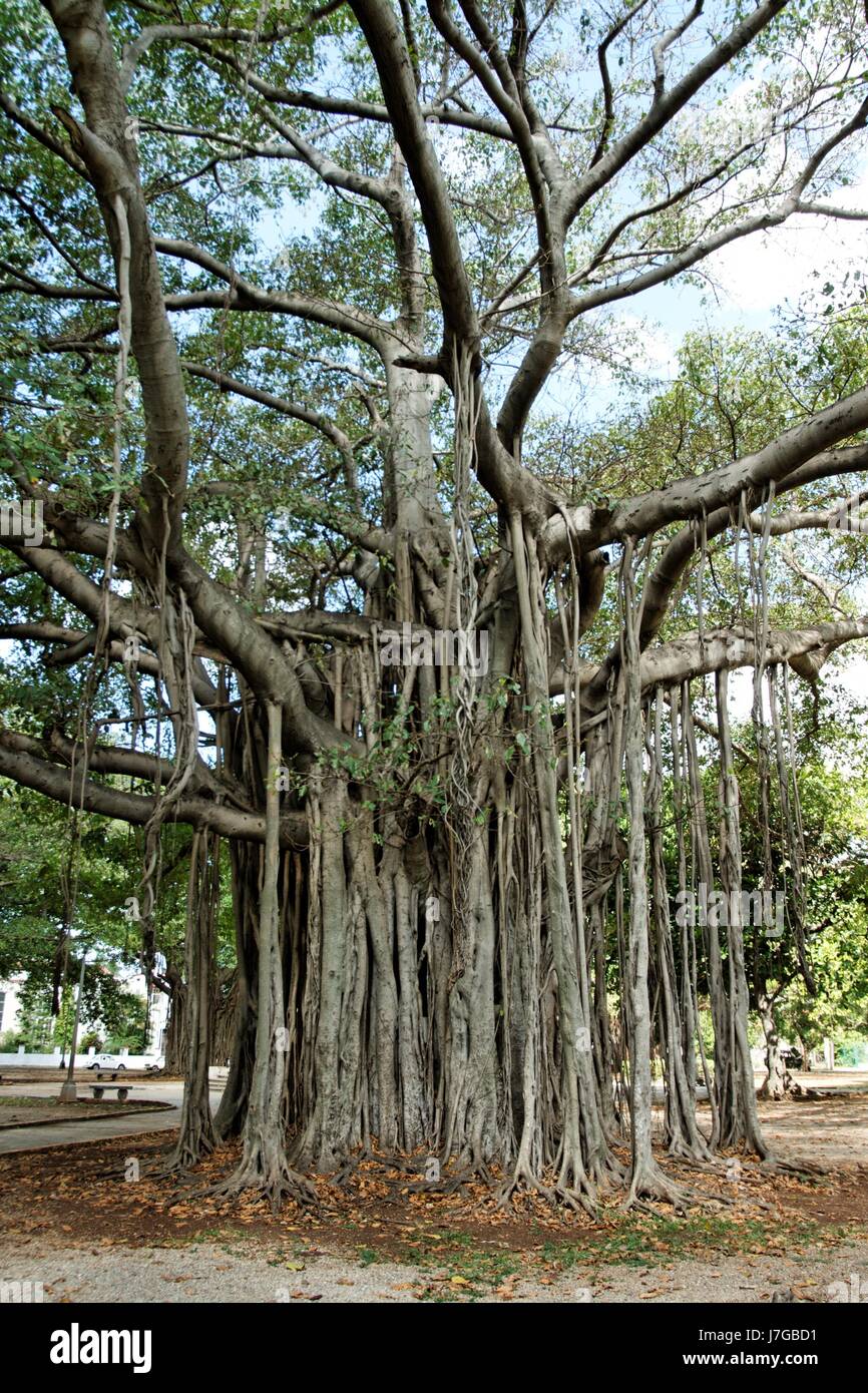 tree root fig holy sacred tree green leaves branches america root fig ...