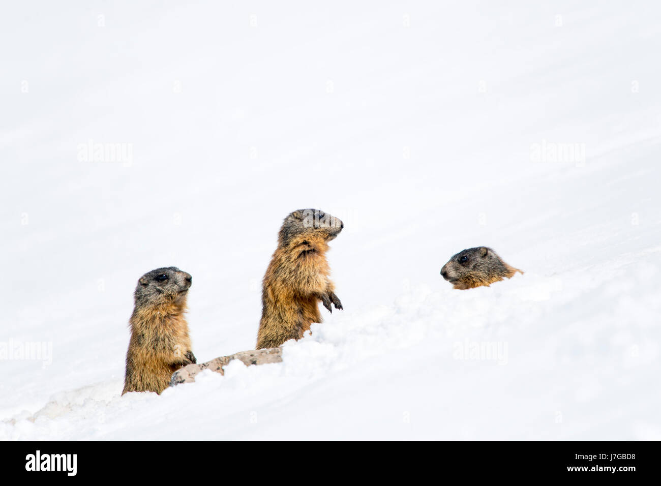 Young marmots (Marmota) standing in snow, Pontresina, Engadine ...