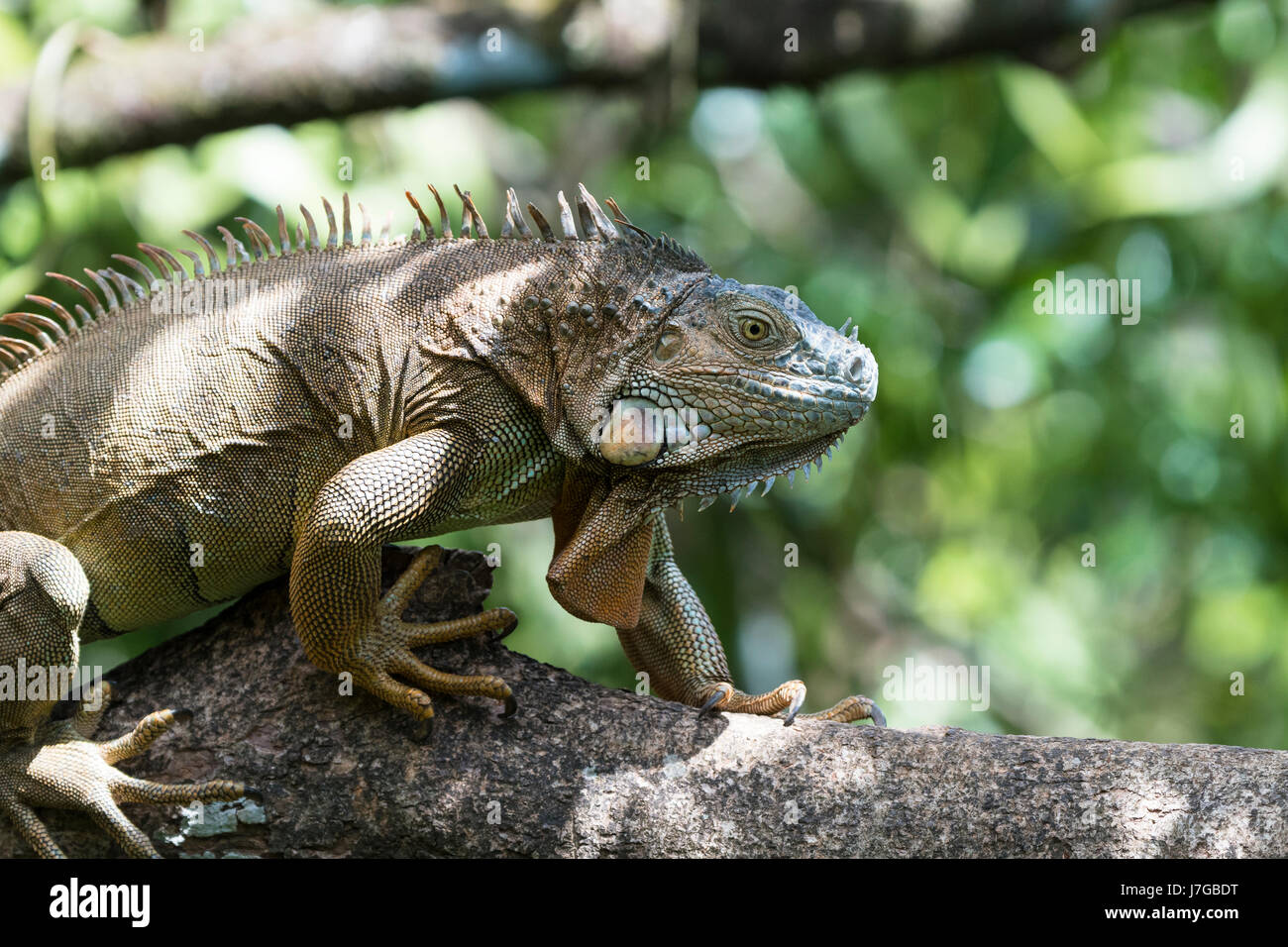 Green Iguana (Iguana iguana) climbing on tree, Costa Rica Stock Photo ...