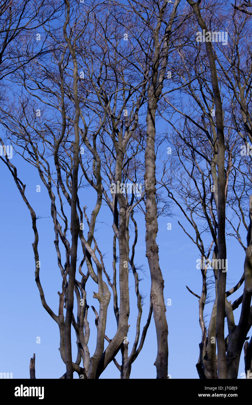 book tree trees beach seaside the beach seashore water baltic sea salt ...