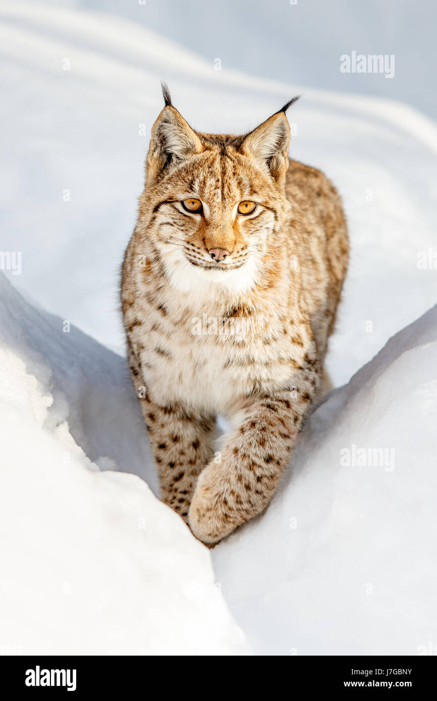 Running frontal view hi-res stock photography and images - Alamy