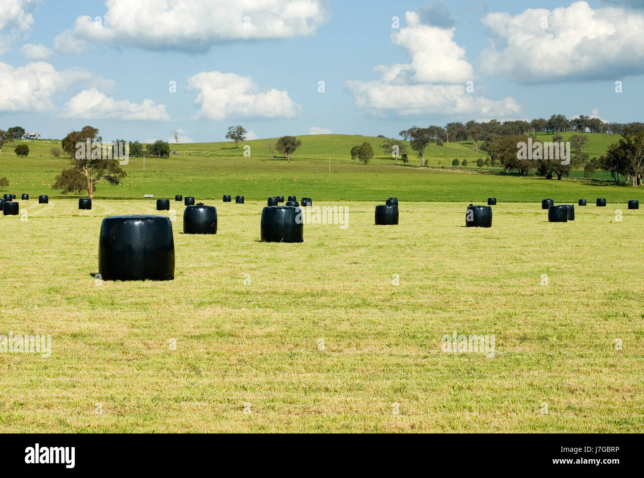 blue agricultural fodder tree ground soil earth humus agriculture ...