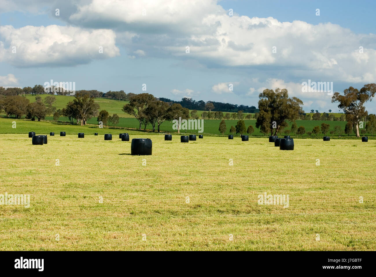 blue agricultural fodder tree ground soil earth humus agriculture ...