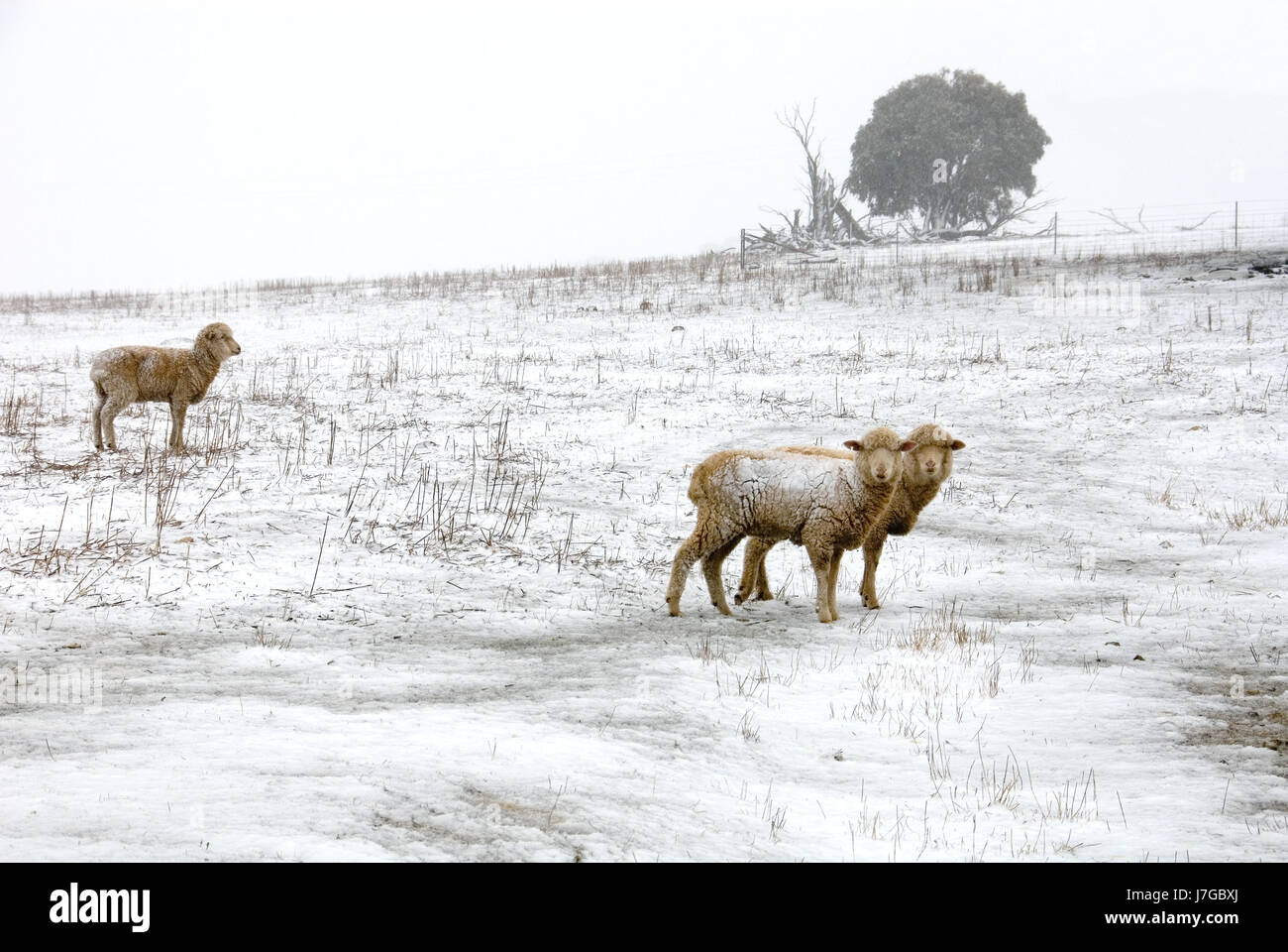 Crookwell hi-res stock photography and images - Alamy