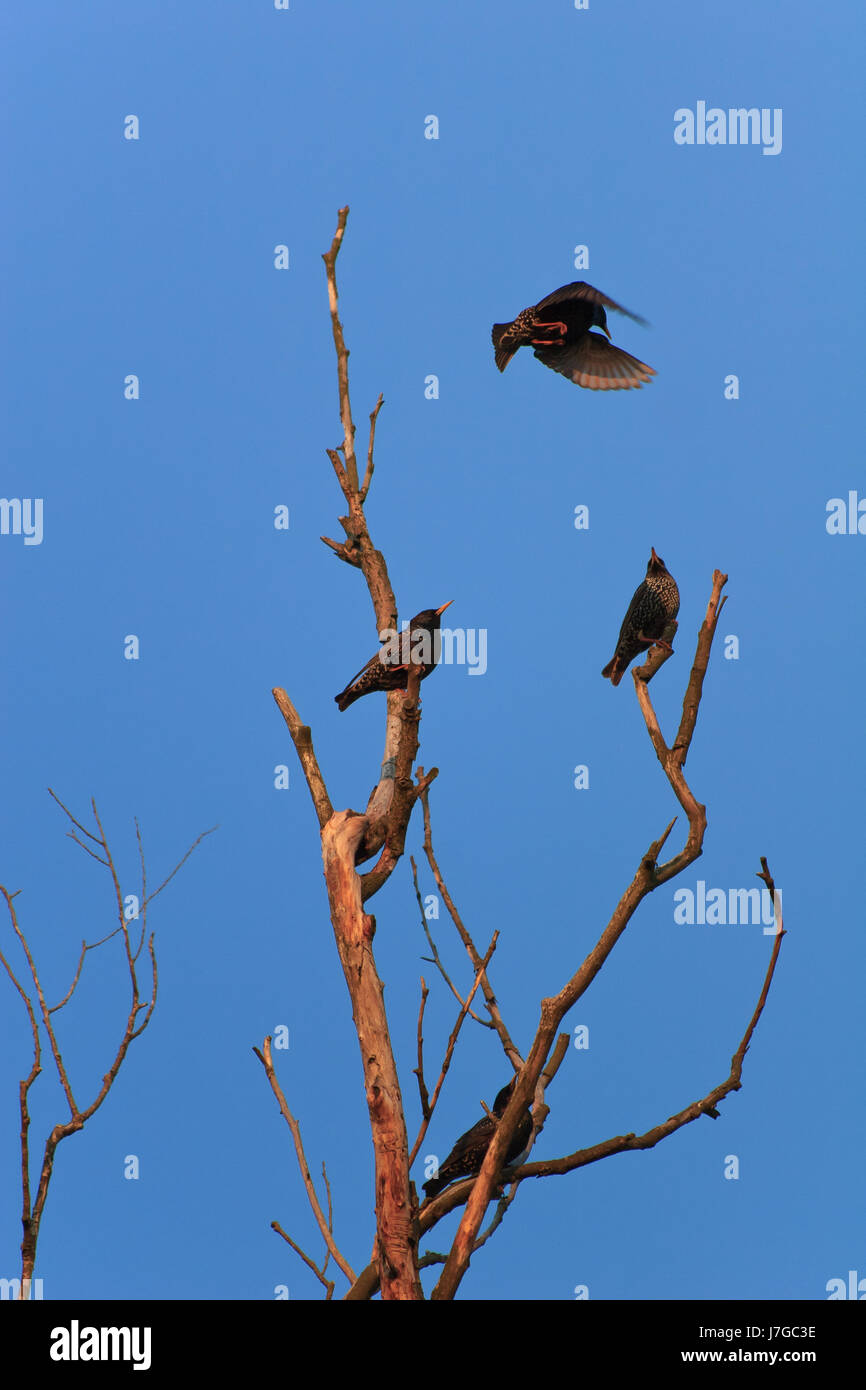 blue tree bird wildlife starling firmament sky blue closeup tree animal ...