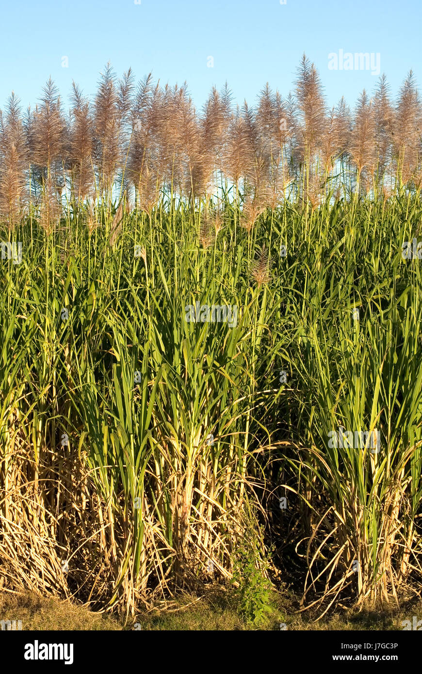 blue leaf flower plant leaves agriculture farming field cane sugar farm ...