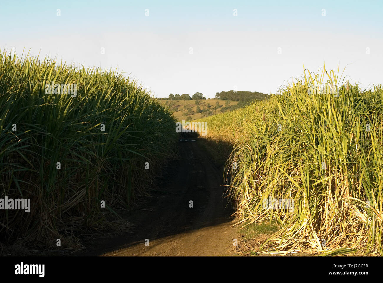 blue leaf tree trees hill leaves agriculture farming field cane sugar ...