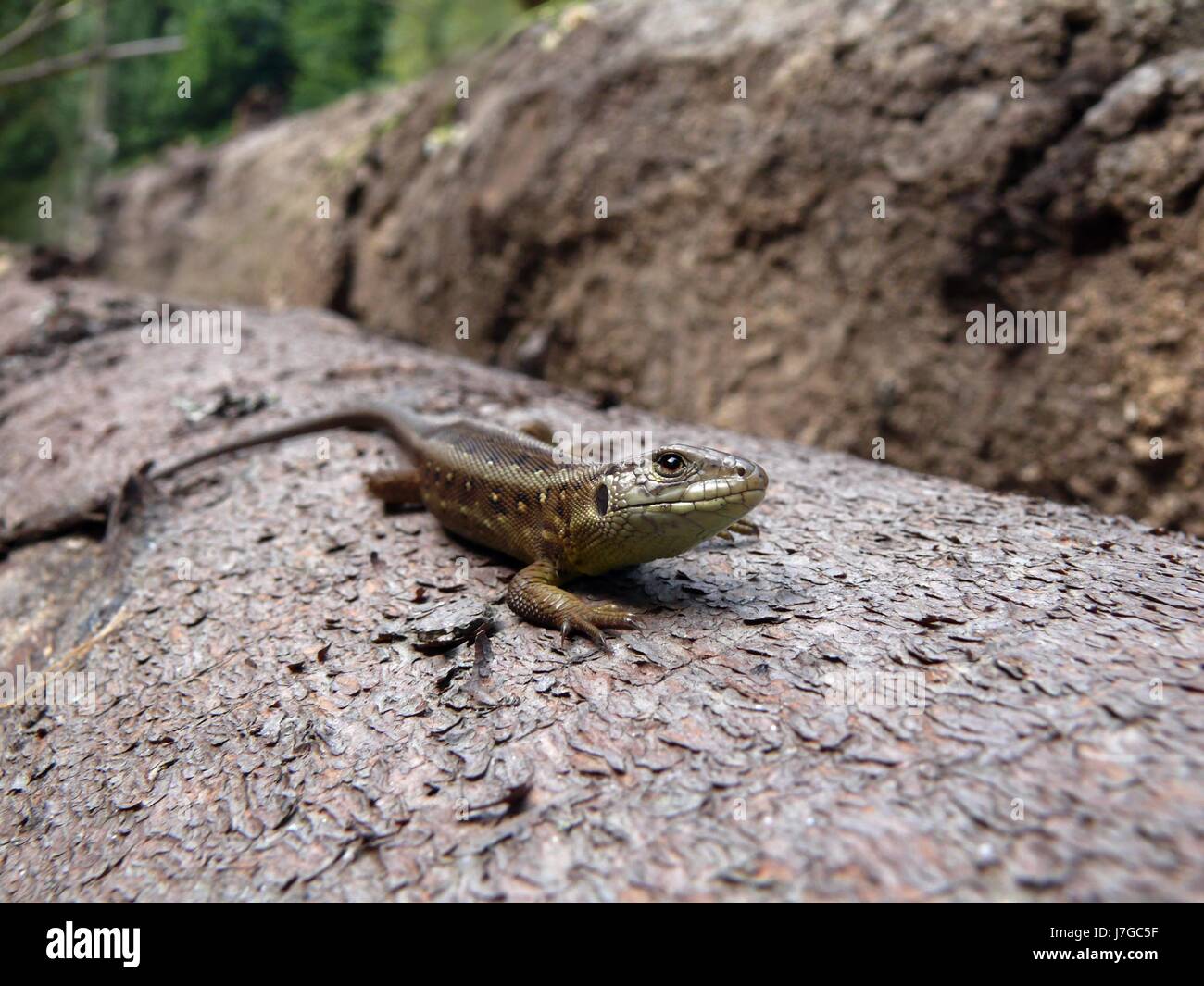 reptile lizard saurian animal trunk bark nature waldeidechse ...