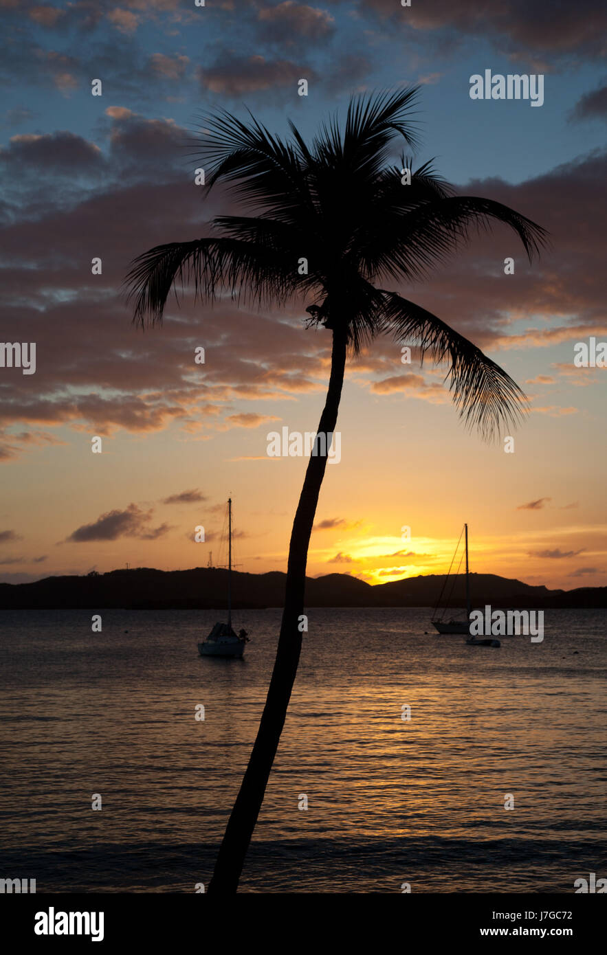 tree sunset beach seaside the beach seashore yacht boat caribbean salt ...