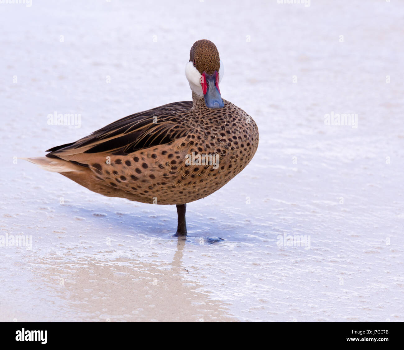 bird beach seaside the beach seashore duck salt water sea ocean water ...