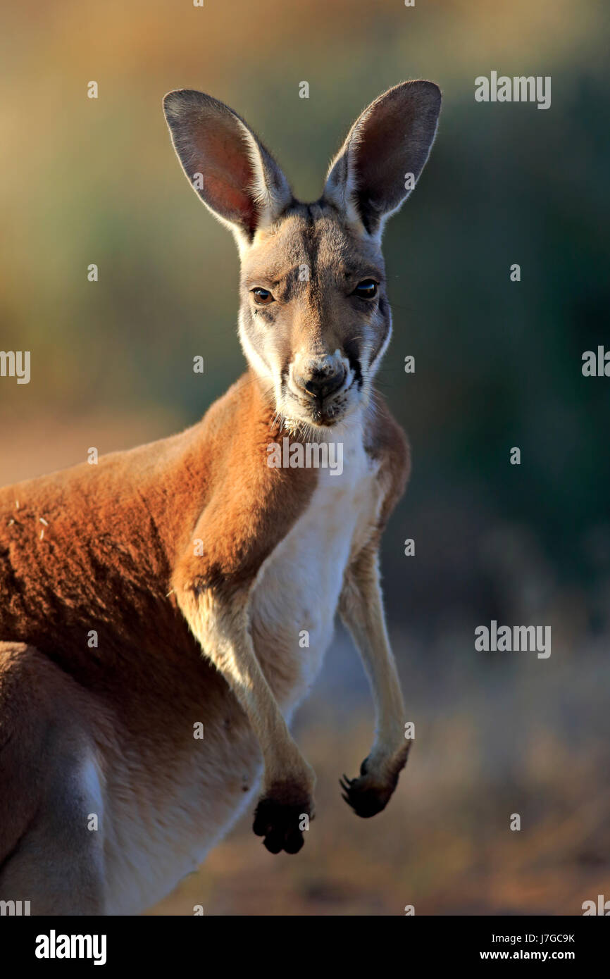 Red Kangaroo (Macropus rufus), adult male, portrait, Sturt National ...